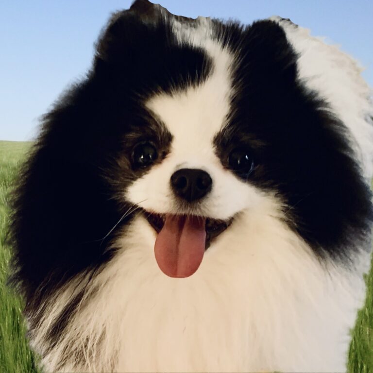 Cruiser - North Star Therapy Animals of Pet Partners