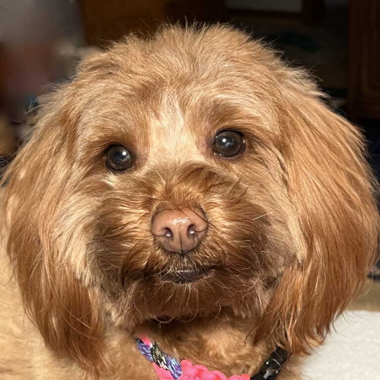 Winnie - North Star Therapy Animals of Pet Partners