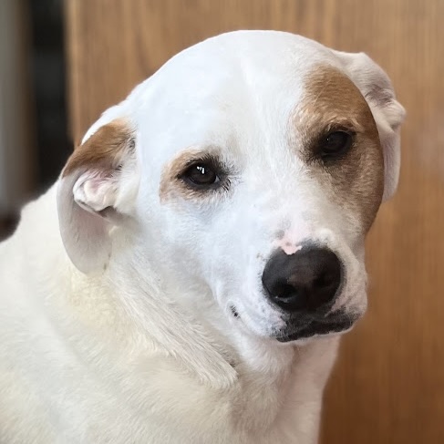 Our Animals - North Star Therapy Animals of Pet Partners